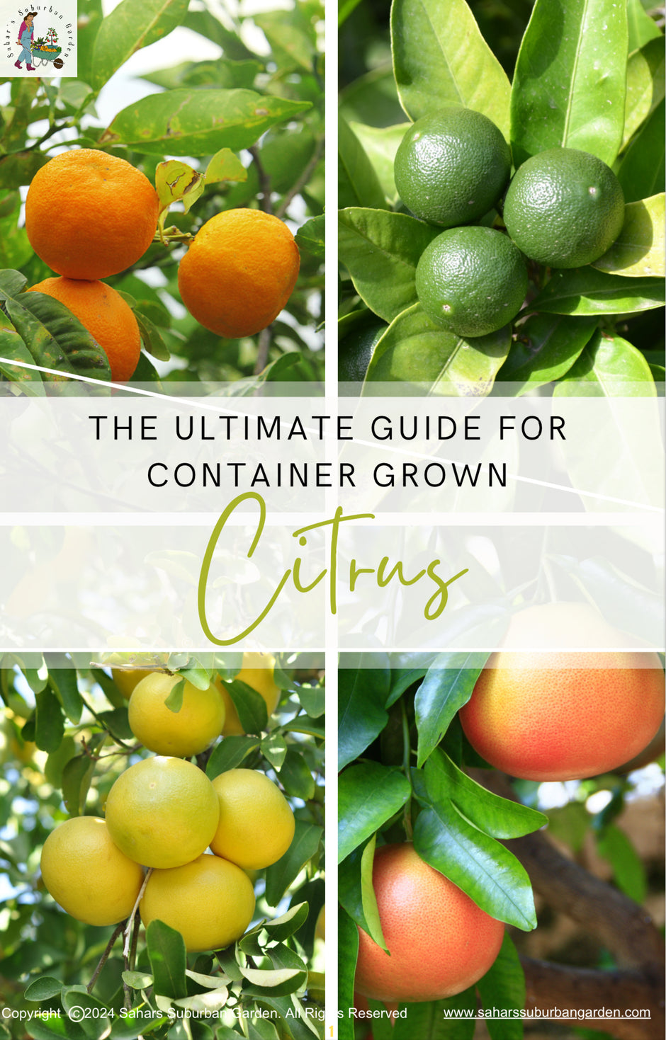 Citrus Growing Guides – SaharsSuburbanGarden